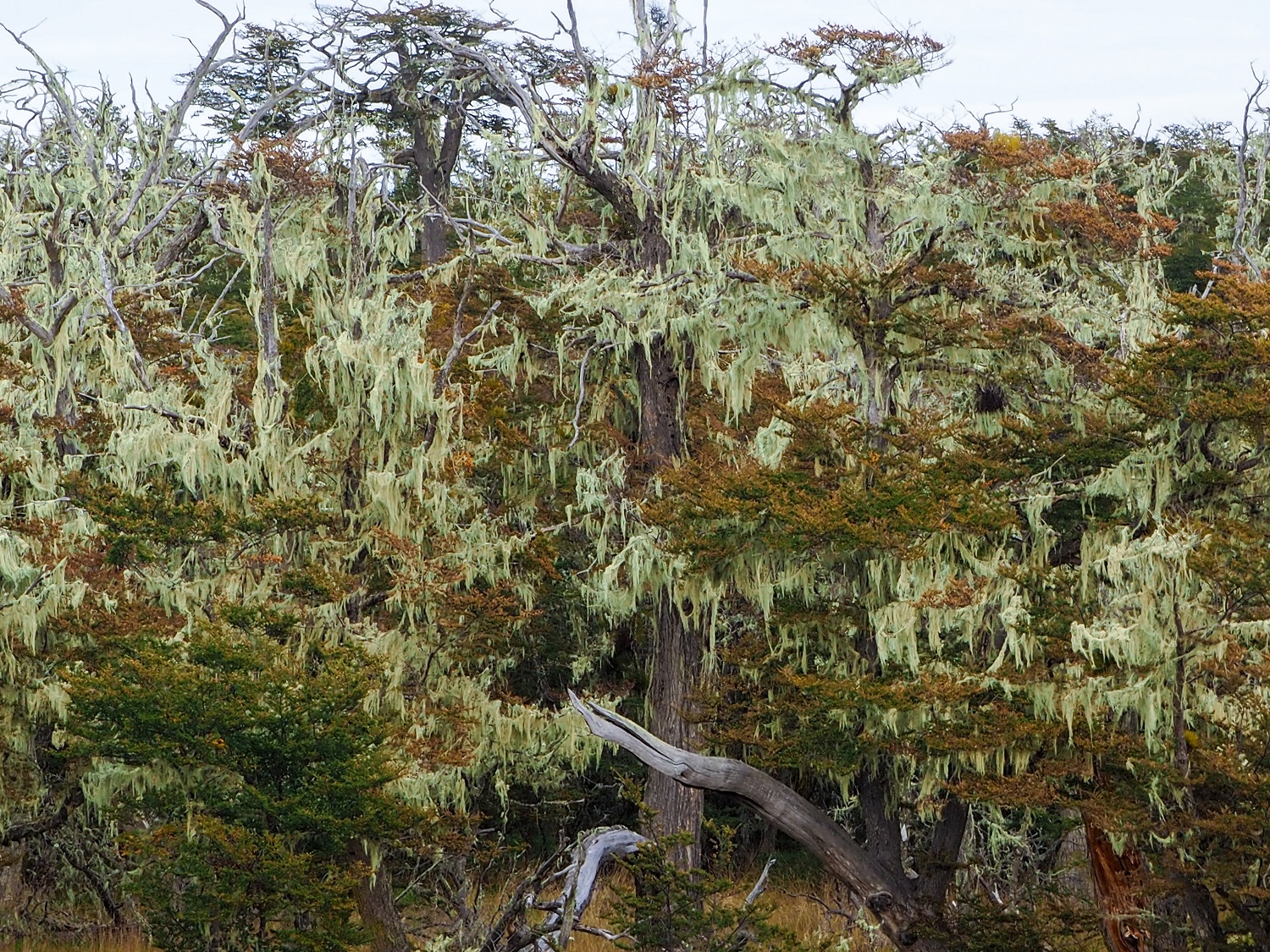 More than Mountains: Crossing the Patagonian Steppe - Viaggio Magazine
