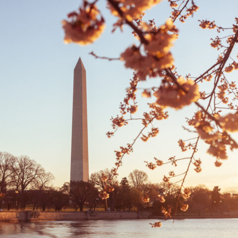 Spring in Washington DC: A Photo Journal - Viaggio Magazine